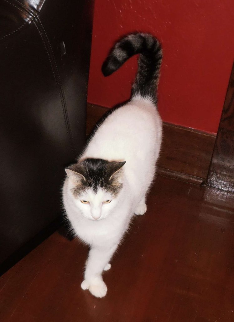 A Cat With Thumbs And Swagger. The Human Race Is Doomed. - LolSnaps